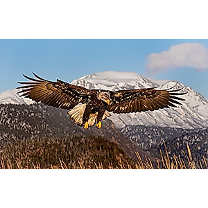 Sigma 18-250mm f3.5-6.3 DC Macro OS HSM for Canon (883101) (Renewed)