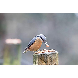 lightbrown Roasted & Cleaned 15LB Premium Peanuts for Birds and Wildlife. No Mess Wholesome Nuts. The Best Bird Seed for Wild Birds! (15)