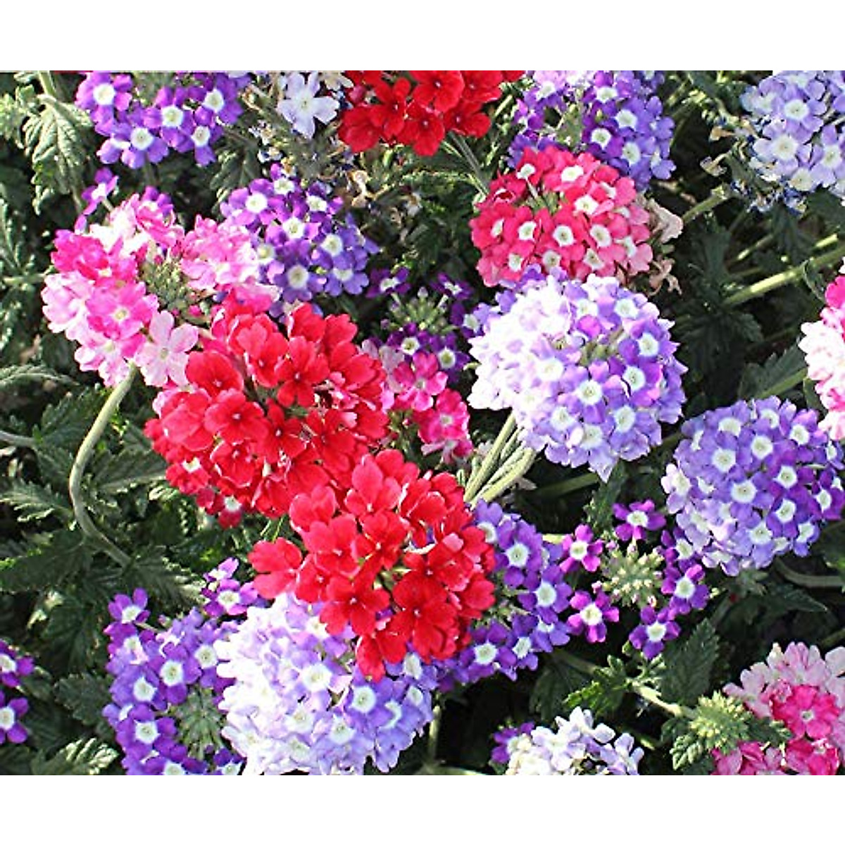 100+ Mix Moss Verbena Seeds Flower Violet Annual Garden — 🛍️ The Retail ...