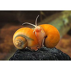 ABF Freshwater Snail Food Mix - Snail,Shrimp,Fish & Crayfish Food (8oz - 1/2 lb.)- ABF1 - Mini SPIRULINA WAFERS & Calcium