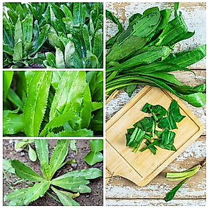 Seed Needs, Culantro Seeds - 300 Heirloom Seeds for Planting Eryngium foetidum - Non-GMO & Untreated Tropical Herb to Plant Indoors or Outdoors (2 Packs)