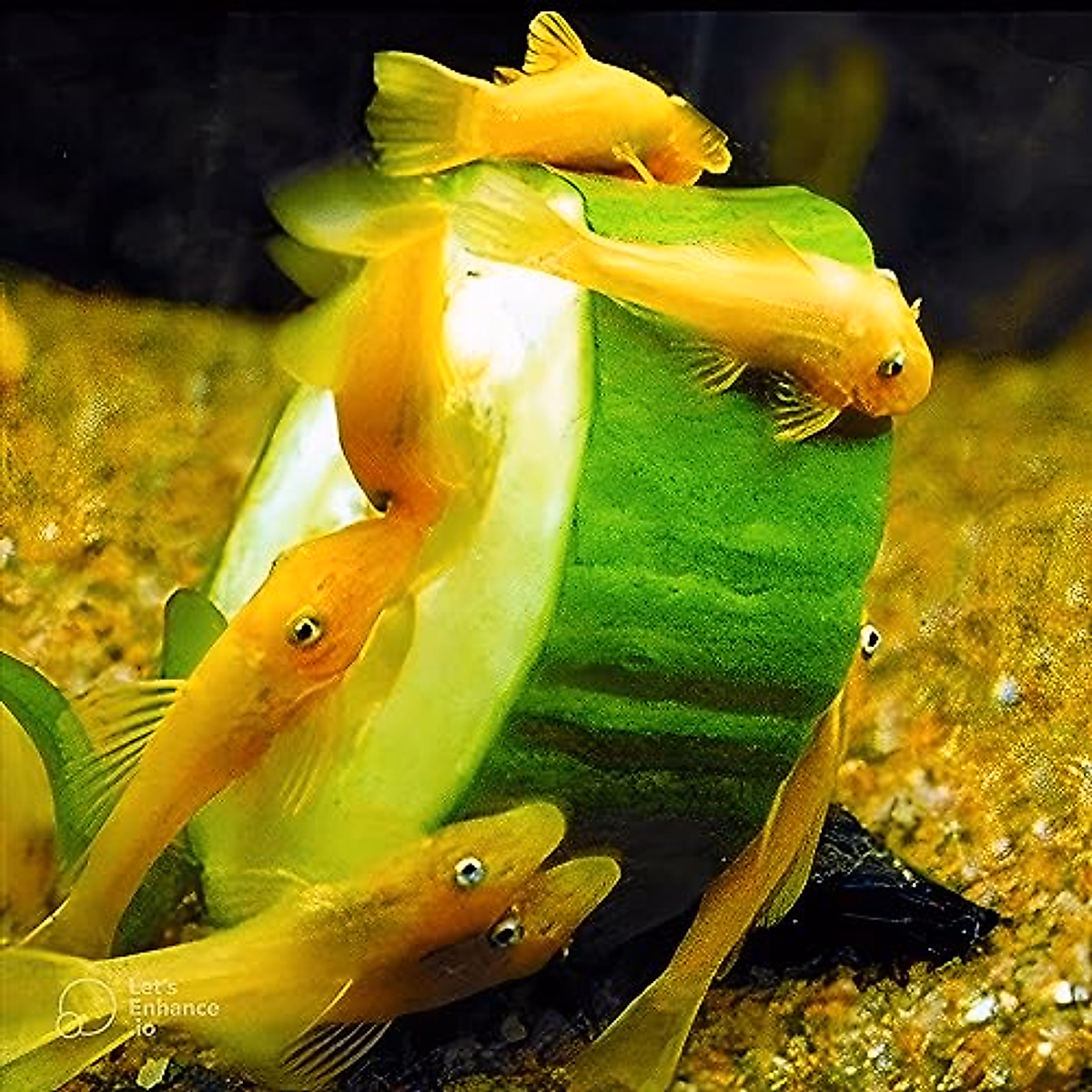 Golden Blue Eye Longfin Bristlenose Pleco (1.0"-1.5") - 2 Pack - Live Freshwater Aquarium Fish