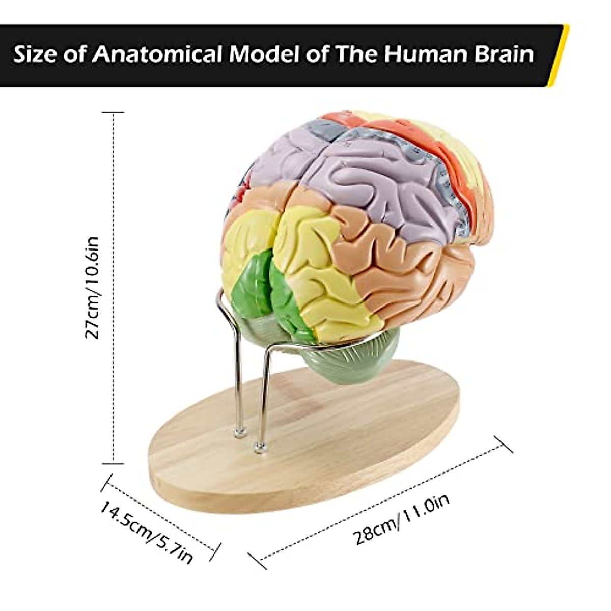 Dyna-Living 2X Life Size Human Brain Model for Learning