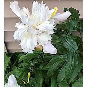 Plant Yoyo Hangers - 20 Pack - 2 Hooks - Plant Support for Stems & Branches with Heavy Buds, Colas, Flowers, Fruits & Vegetables - Great for Grow Tent, Grow Room, and Garden