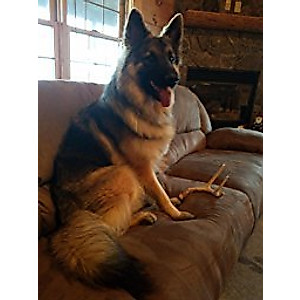 Big Dog Antler Chews - Whitetail Deer Antler Dog Chew, Medium, 8 Inches to 13 Inches Long, Natural, Healthy Long-Lasting Treat. for Medium to Large Size Dogs and Puppies! Happy Dog Guarantee!