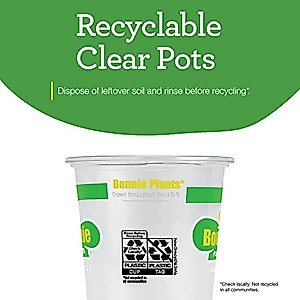 Bonnie Plants Catnip Live Herb Plants - 4 Pack, Pet Friendly, Grows Great In Containers, Fresh For Cats & Dries For Cat Sachets