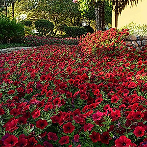 Outsidepride Spreading Tidal Wave Red Velour Petunia Garden Flowers for Hanging Baskets, Pots, Containers, Beds - 30 Seeds