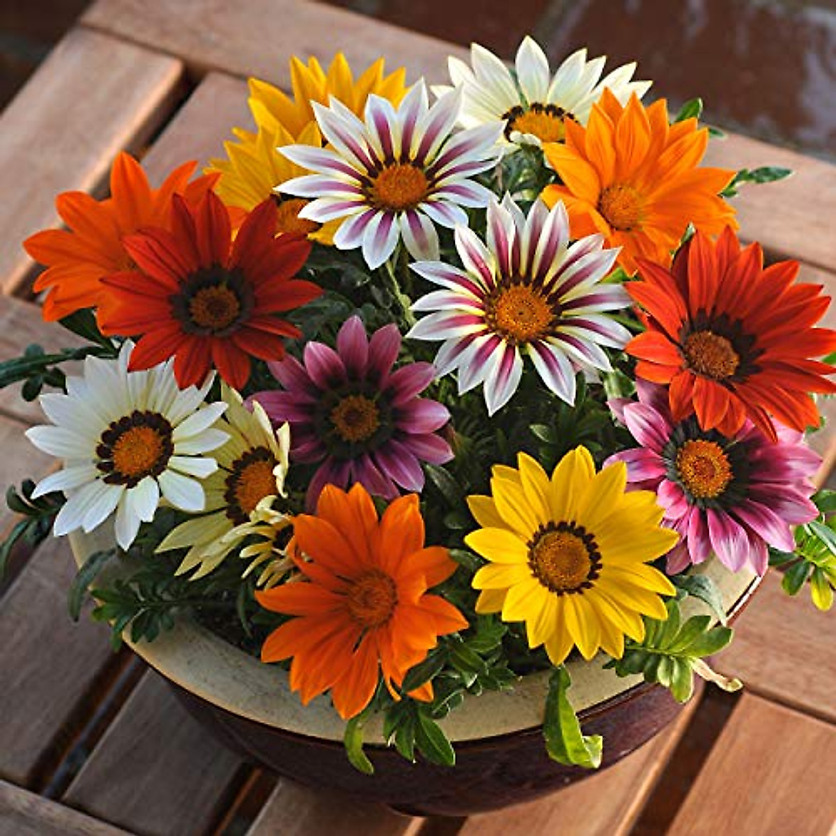 Outsidepride Gazania New Day Mix Heat & Drought Tolerant Garden Flower & Ground Cover Plants - 25 Seeds