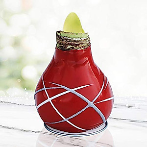 Red Picasso Intokazi Waxed Amaryllis Flower Bulb with Stand, No Water Needed