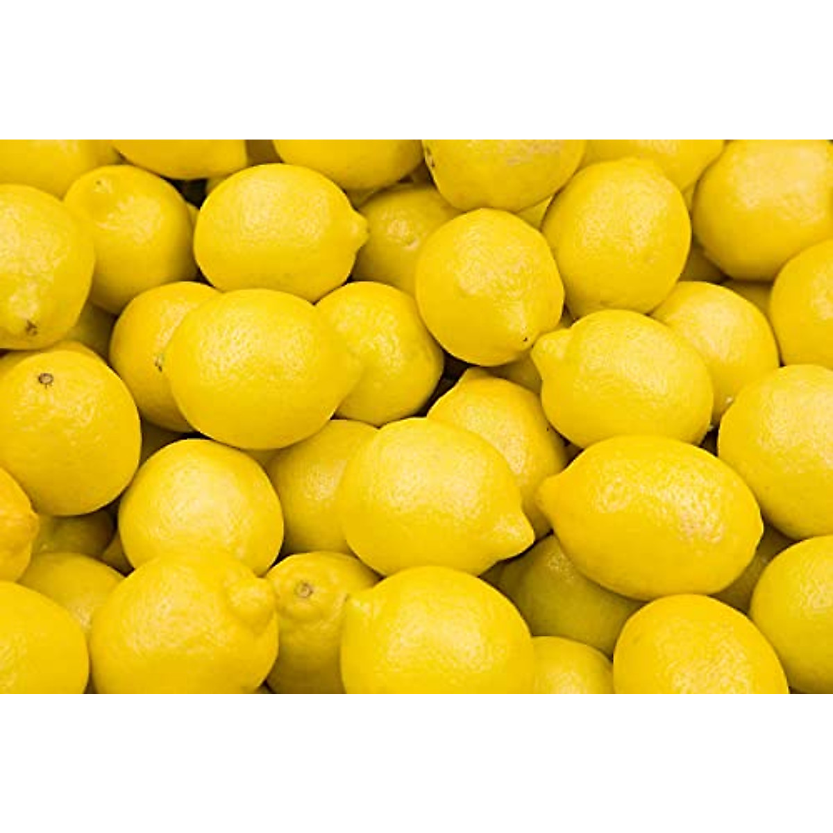Lemon Seeds for Planting - 50 Seeds, Non-GMO Heirloom and Organic High Survival Rate Lemon Tree Seeds Planting for Home Garden