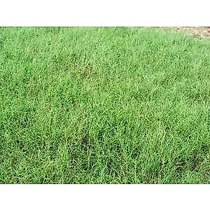 Giant Bermuda Grass Seed (Coastal Bermuda Alternative) (5 lbs.)