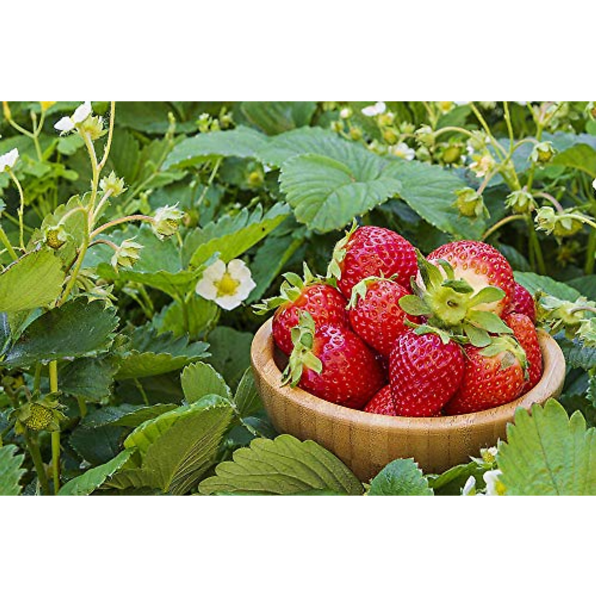 Red Strawberry Climbing Strawberry Fruit Plant Seeds Home Garden New 300 pcs