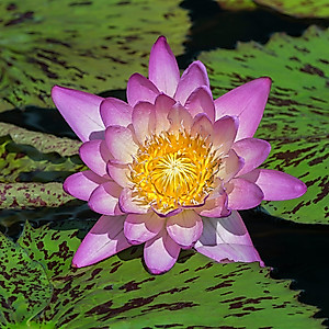 Curve Women's Perfume, Eau de Toilette EDT Spray, 3.4 fl oz