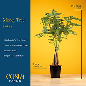 Costa Farms Money Tree, Easy Care Live Indoor Plant In Premium Ceramic Planter, Unique Gift for Birthdays, Prosperity, Good Luck, Excellent Room Décor And Dorm Decor, 16-Inches Tall