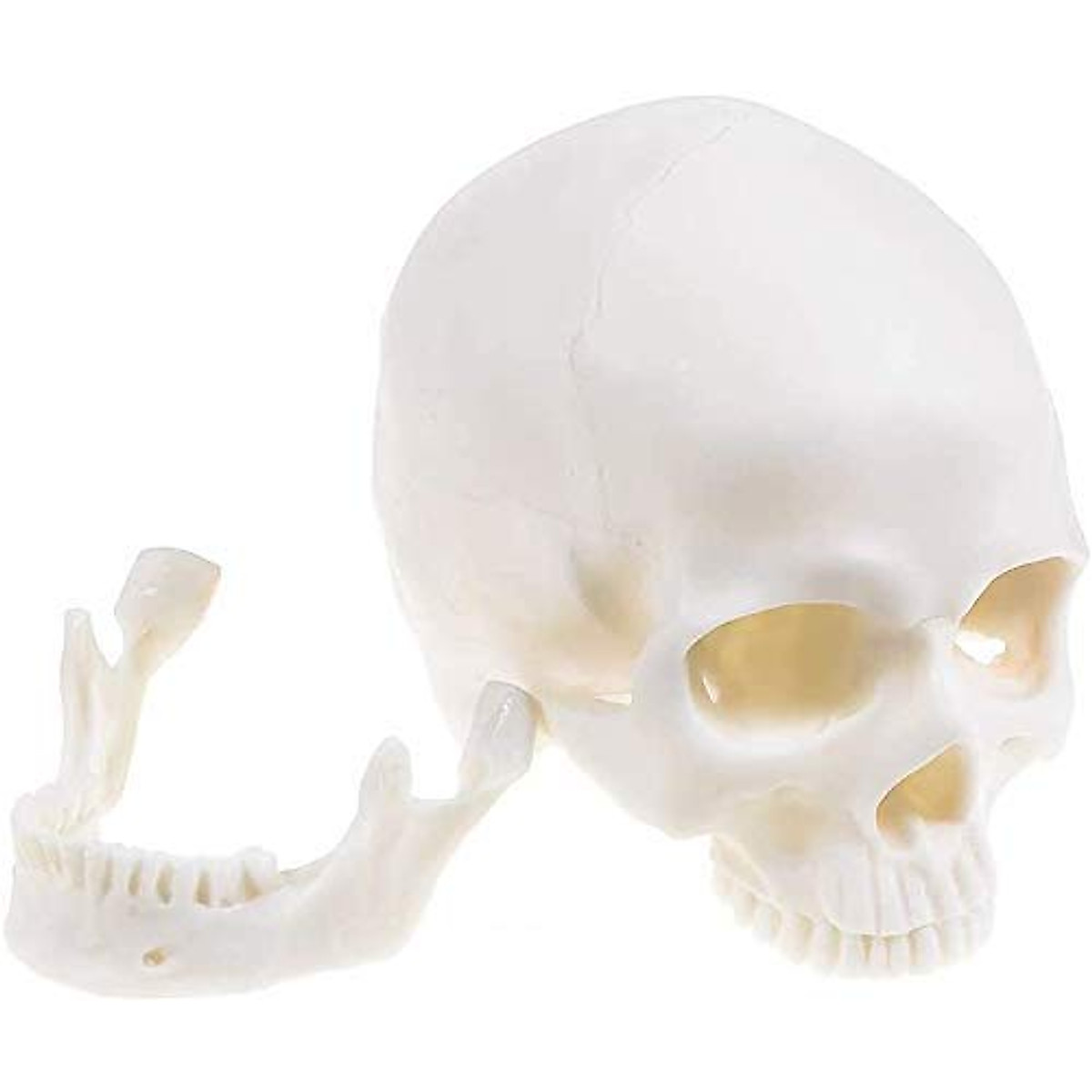 1:1 Human Skull Realistic Life Size Replica Medical Anatomy Model Home Halloween Skull Decorations Art Supplies