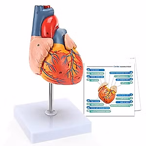 HINGONS Anatomy Heart Model, 3D Human Heart Model, Science Education Human Heart Display Teaching Medical Model with Colorful Chart (2-Part)