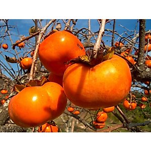 Japanese Persimmon, Diospyros kaki, 5 ct (YNKS) (Showy, Edible, Fall Color, Fragrant), Tree, Flower, Fruit