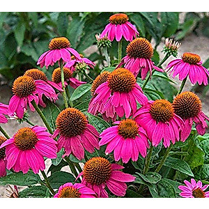 100+ Mix Double Coneflower Seeds Echinacea Flower Perennial Bloom Flowers
