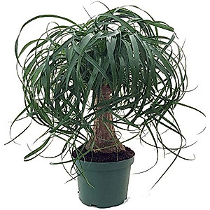 Jmbamboo Guatemalan Red Ponytail Palm - Beaucarnea - 6" Pot - Easy to Grow - Live Plant
