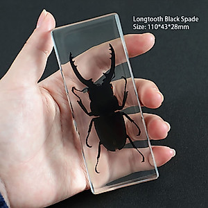 JSNZMTSBD Insect Resin,Real Insect Spider Specimen Science Classroom Taxidermy Resin Desk Paperweight Articulated Specimen for Science Education - Toothless Hand Crab