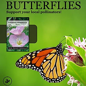 Sow Right Seeds - Showy Evening Primrose Flower Seeds for Planting - Beautiful Flowers to Plant in Your Home Garden - Non-GMO Heirloom Seeds - Native Wildflower, Attract Pollinators - Great Gift