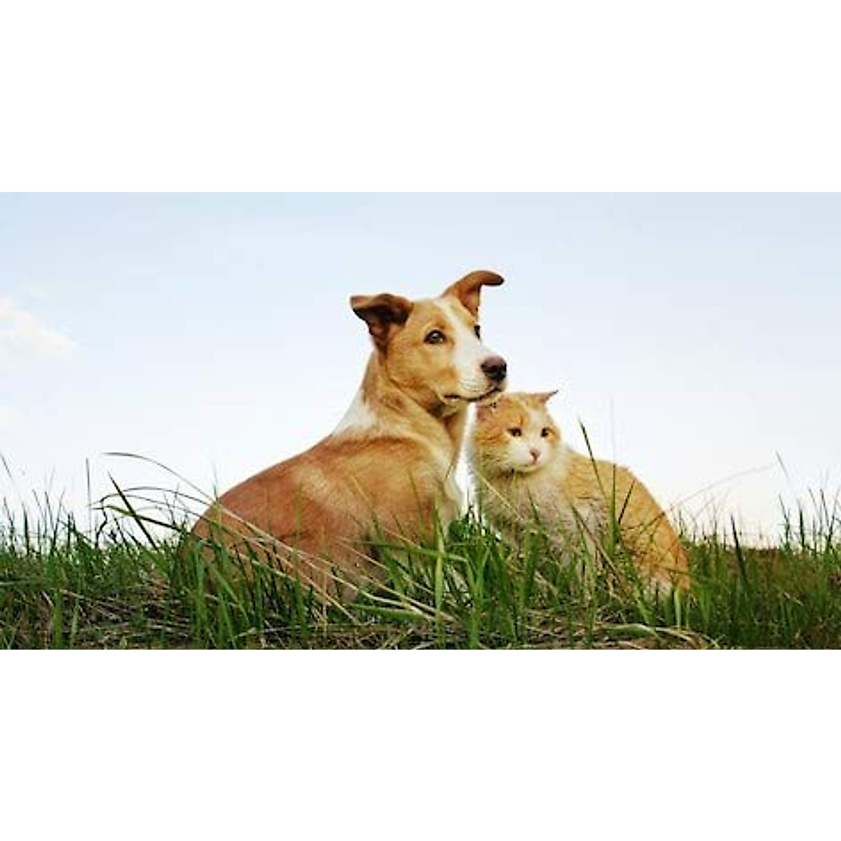 Joint Supplement for Dogs - Pets Turmeric with Organic Coconut Oil - Dogs and Cats - Added Hemp Oil Extract - Powerful - cat Hemp Treats - 2 Bottles (240 Treats)