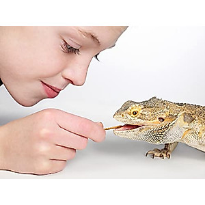 Hana Panda 100% Natural Dried mealworms High Protein Mealworms for Wild Birds, Chicken Treats, Fish & Reptiles,Hamsters and Hedgehogs All Natural Animal Feed