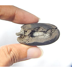 XUETZALCOATL Kumudah Sudarshan Shaligram 1.5cm - 2.5cm from Kali Gandaki 1 pcs