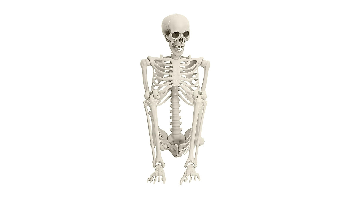 5.4ft Poseable Skeleton Prop for Halloween Decoration