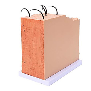 50X Human Skin Magnified Mode Laboratory Skin Model Biology Teaching