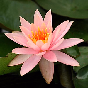 CHUXAY GARDEN Mixed Nymphaeaceae- Water Lilies 10 Seeds Bonsai Multiple Colour Bowl Lotus Seeds Decorative Pond Grows in Just Weeks