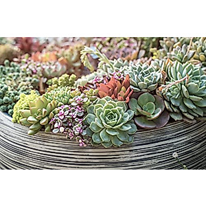 Altman Plants, Live Succulents Plants (50 Pack), Nursery Pots Variety Pack, Bulk Succulents Plants Live Plants Indoor Plants Live House Plants Indoors Live Indoor Plants Live Houseplants Live Indoor