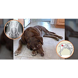 Extend - Joint Care for Dogs - 1 Month Supply - Glucosamine for Dogs with MSM & Ascorbic Acid - Pure Grade Ingredients.