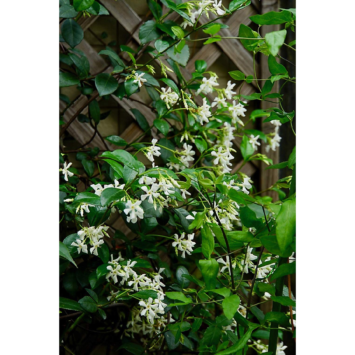 50pcs/Bag Climbing Jasmine Flower Seeds Fragrant Plant Four Seasons Evergreen Silver Jasmine Garden Balcony Climbing Flower