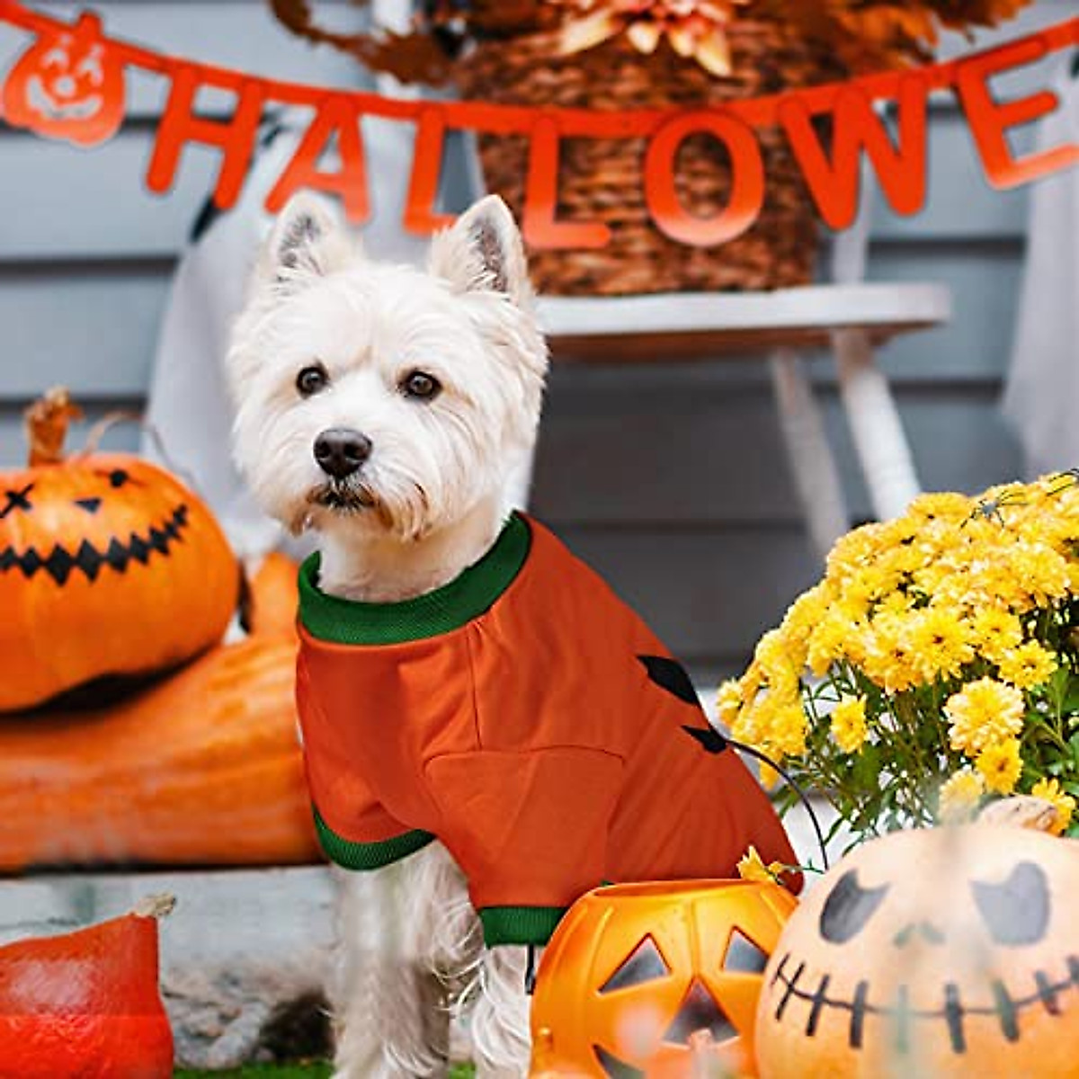 SGQCAR 4Pieces Dog Halloween Shirts Soft Cotton Ghost Skeletons Dog T-Shirt Funny Pet Pumpkin Head Costume for Small Dogs Puppy Cosplay Apparel (Pumpkin, Large)