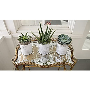 Espoma Organic Cactus Potting Soil Mix, Natural & Organic Soil for Cactus, Succulent, Palm, and Citrus Grown in containers Both Indoors and Outdoors, 8 qt, Pack of 2