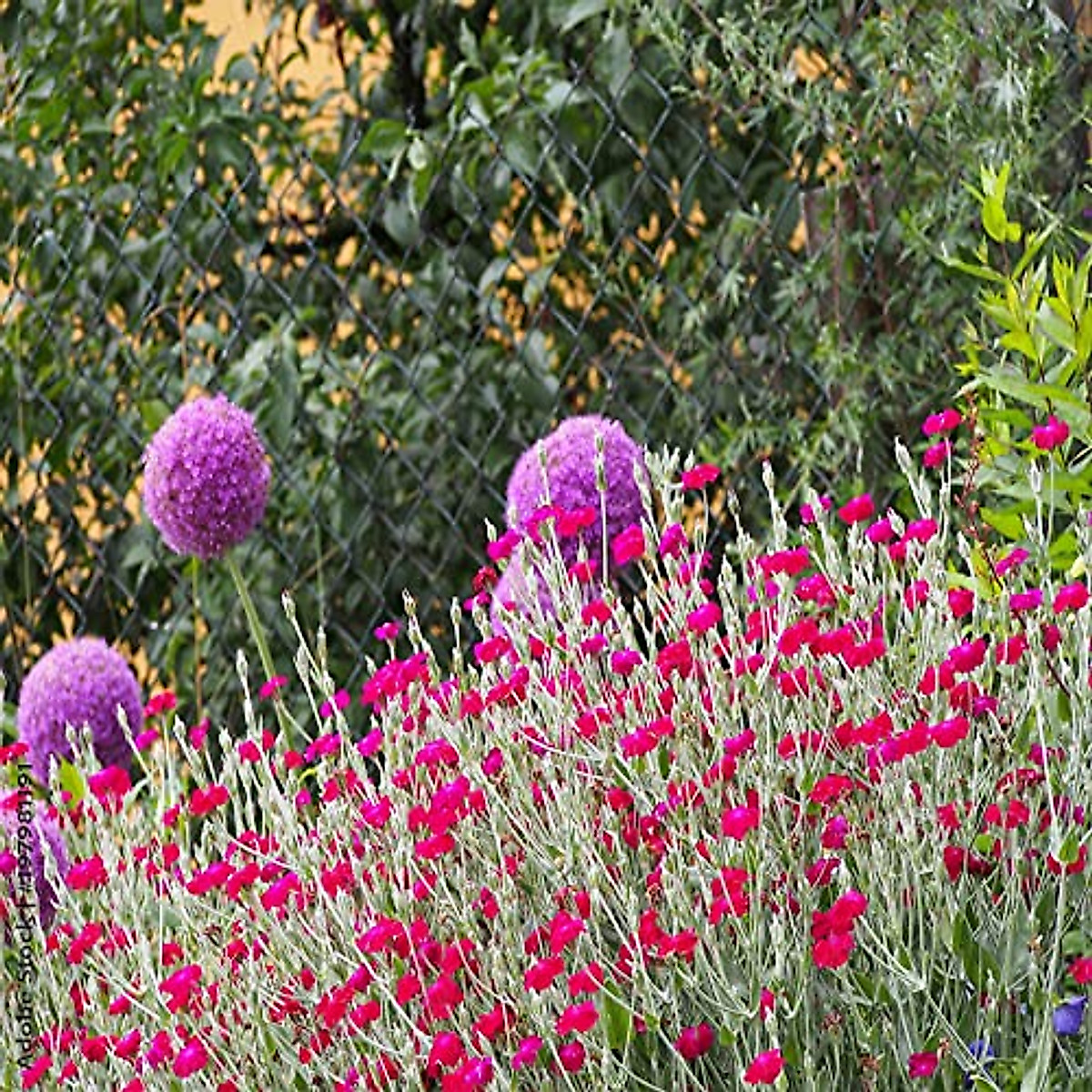 QAUZUY GARDEN 200 Rose Campion Magenta Silver Catchfly Lychnis Silene Coronaria Seeds ,Bee-Friendly Plants, Low-Maintenance
