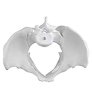 Vision Scientific VAP217 Female Pelvis with 4th & 5th Vertebrae | Extremely Accurate and Detailed Representations of The Female Pelvic Bones | Life Size for Accurate Study of The Anatomical Features