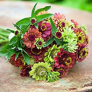 Zinnia Seeds - Queen Lime Mix - Packet - Pink/Yellow/Green Flower Seeds, Open Pollinated Seed Attracts Bees, Attracts Butterflies, Attracts Hummingbirds, Attracts Pollinators