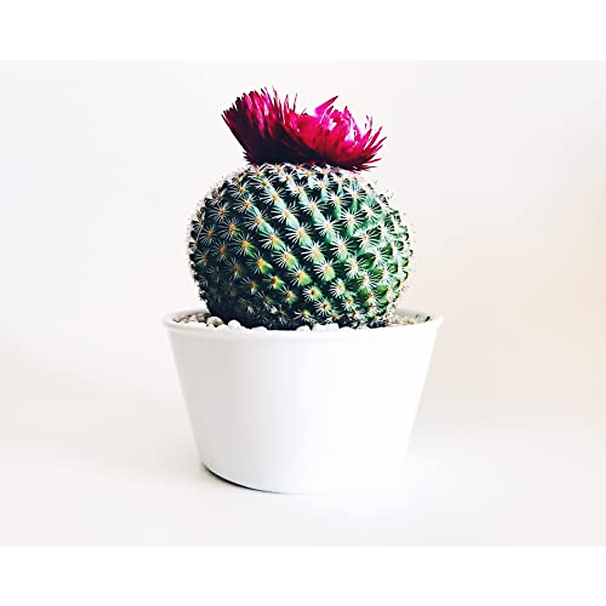 Pumice for Bonsai, Succulent, Cactus | 2 Quarts Bag | 1/4” Particle Size | The Bonsai Supply