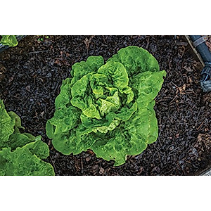 Burpee Buttercrunch Hybrid (Organic) Lettuce Seeds 1100 seeds