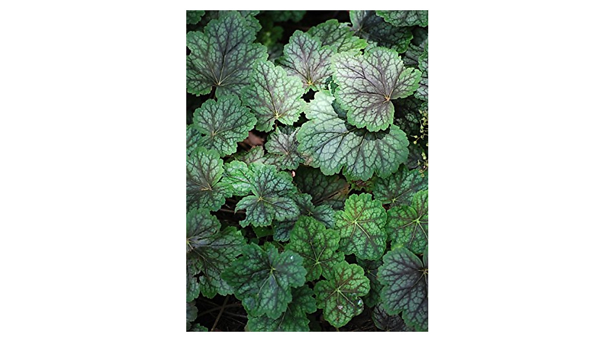 Heuchera 'Dale's Strain' - Unique Coral Bells Plant