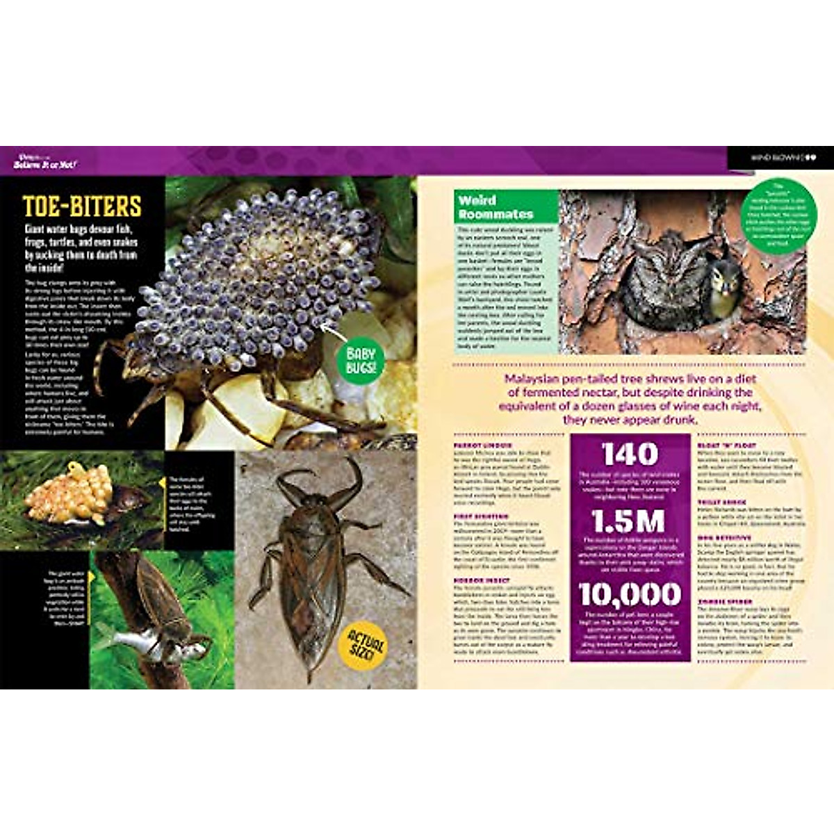 Ripley's Believe It Or Not! Mind Blown (17) (ANNUAL)