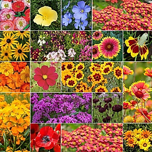 Dry Area Wildflower Seed Mix - 1 Pound - Mixed Wildflower Seeds, Attracts Bees, Attracts Butterflies, Attracts Hummingbirds, Attracts Pollinators, Easy to Grow & Maintain, Cut Flower Garden