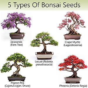AVERGO Bonsai Tree Kit – 5X Unique Japanese Bonzai Trees | Complete Indoor Bonsai Starter Kit for Growing Bonsai Plants with Tools & Planters – Gardening Gifts for Women & Men