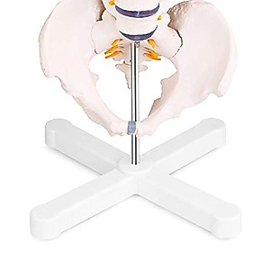 LYOU Flexible Spine Model, 34'' Life Size Spine Anatomical Model with Vertebrae, Nerves, Arteries, Lumbar Column and Male Pelvis, Colorful Poster Include