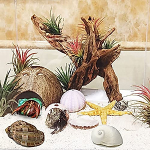 kathson 2 Pcs Natural Coconut Shells Hut, 8 Pcs Hermit Crab Shells Coconut Hide Reptile Hideout Assorted Turbo Growth Shells  for Fish Tank Decoration Reptile Habitat (10Pcs)