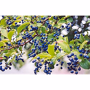 1112B-Sapphire Berry (Symplocos paniculata) Seeds by Robsrareandgiantseeds UPC0764425787099 Non-GMO,Organic,USA Grower, Bonsai, 1112-B Package of 25 Seeds
