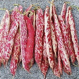 Taylor Dwarf Horticulture (Cranberry) Bush Bean Seeds, 25+ Heirloom Seeds Per Packet, Non GMO Seeds, (Isla's Garden Seeds), Botanical Name: Phaseolus vulgaris, 85% Germination Rates, Great Gift