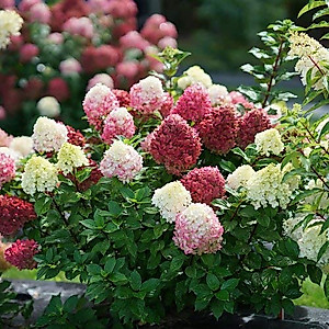 Proven Winners 4.5 in. Quart, Little Lime Punch Panicle Hydrangea (Paniculata), Live Plant, Multi-Color Flower, Red (HYDPRC1217800)